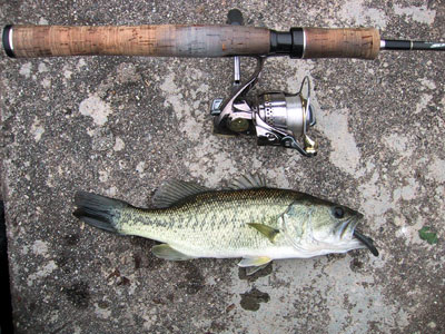 今日のパターンは硬い底質の緩い駈け上がりと思い次も似た様な所に投げてみると、、、