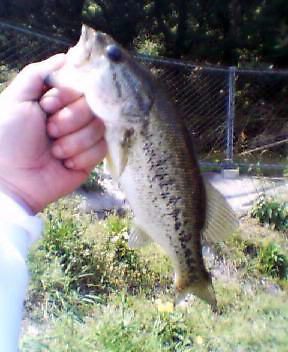 腹パンパンの奴釣りたい