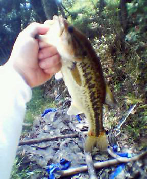 腹パンパンの奴釣りたい